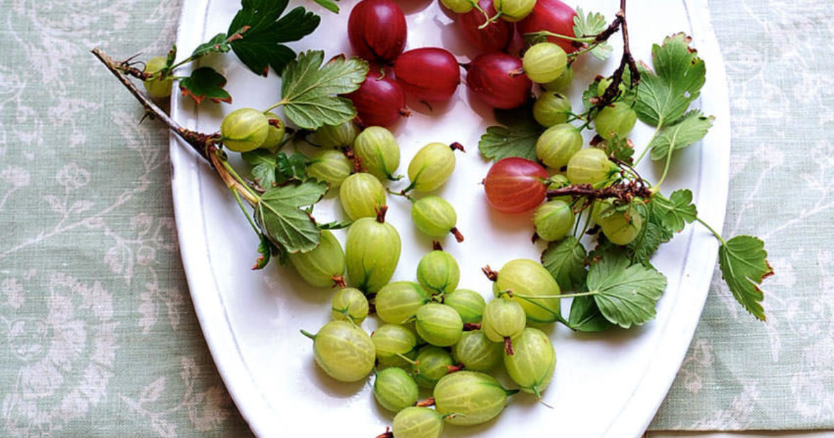 Food and Travel Magazine | What to cook with gooseberries