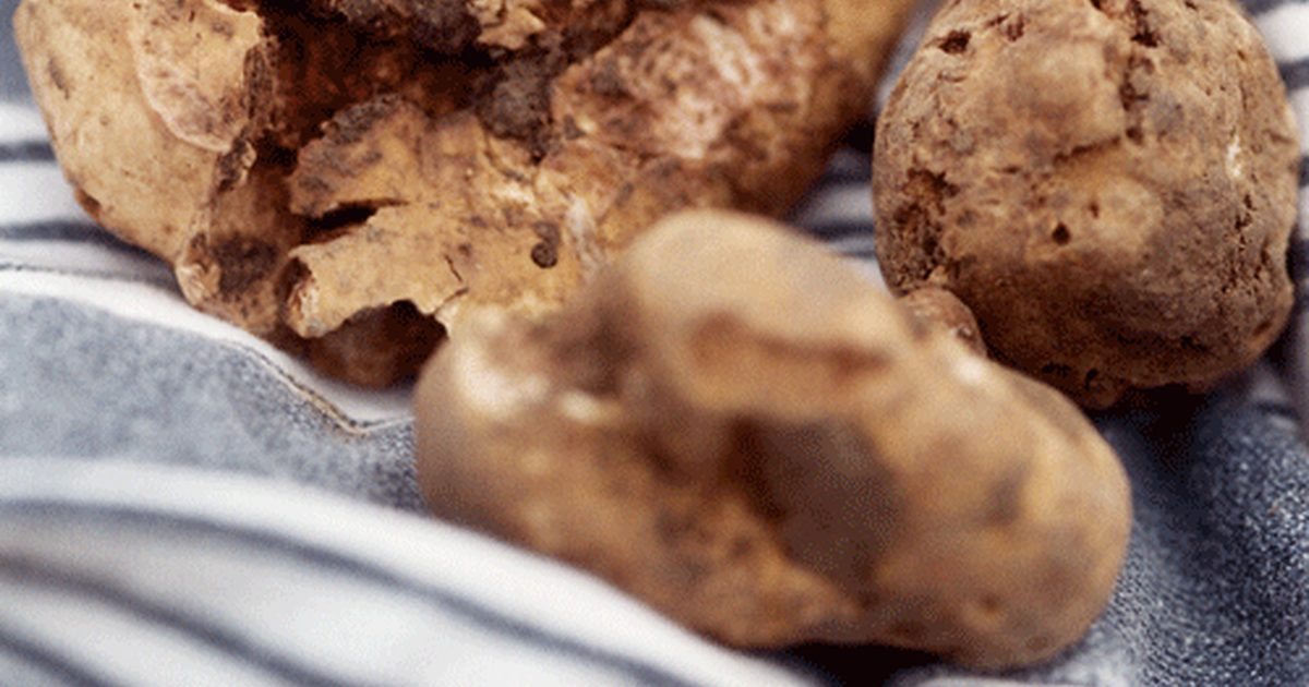 Food and Travel Magazine | Truffles