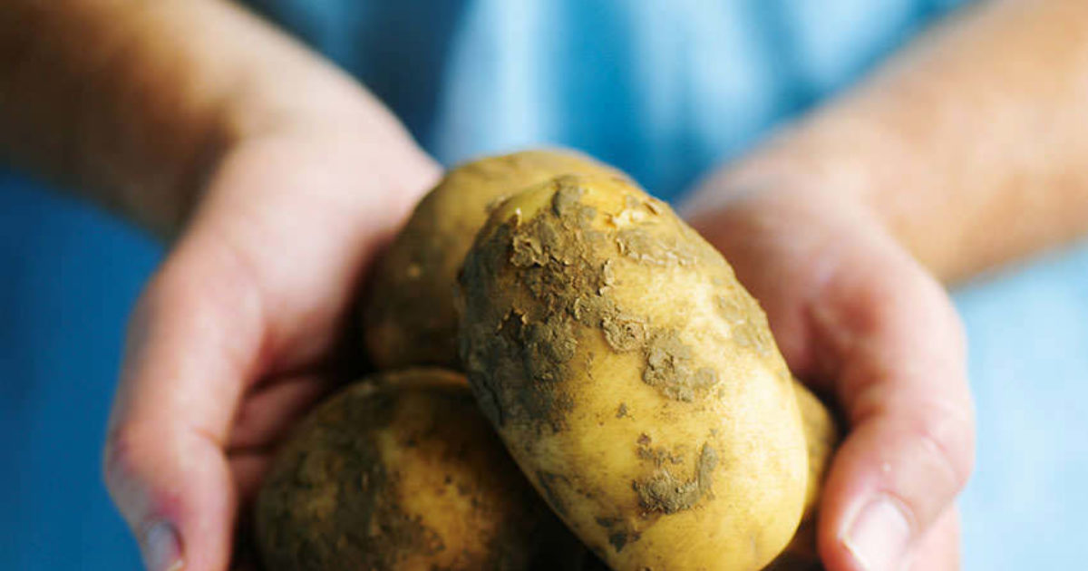 Food and Travel Magazine | Potatoes