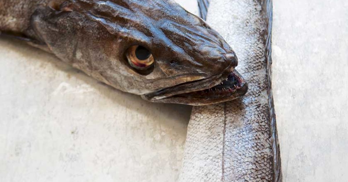 Food and Travel Magazine | Hake