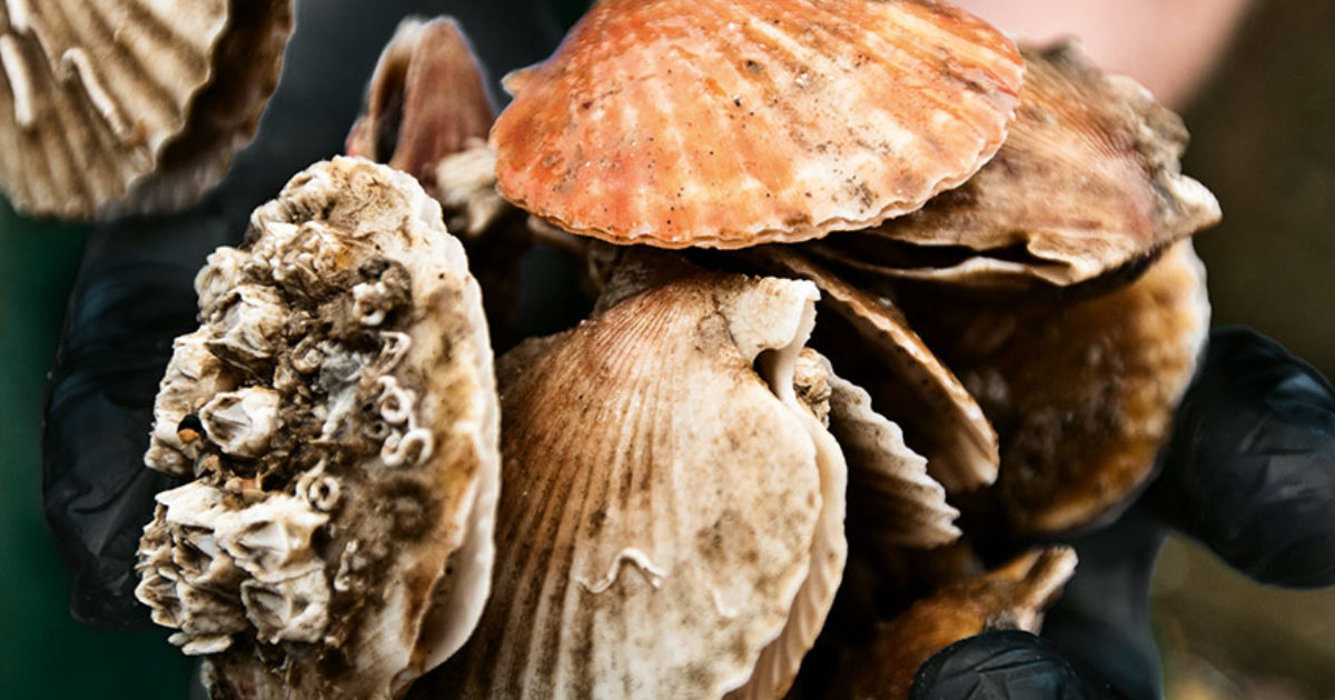 Food and Travel Magazine | Scallops